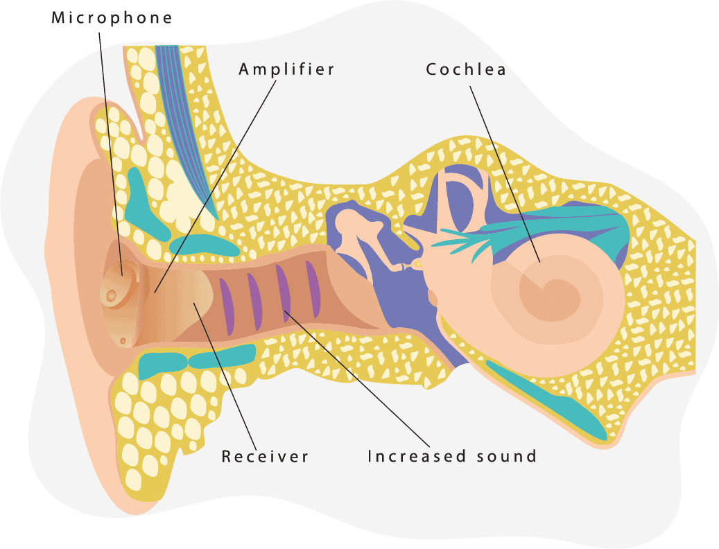 An Audiologist’s Guide to Hearing Aids (2026)