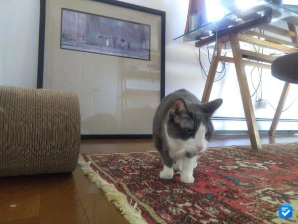 Consumer Cellular Iris Connect Review and Pricing in 2025